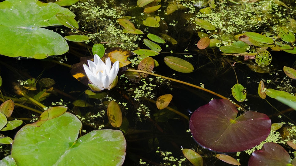 How to create a community mini-wetland | WWT