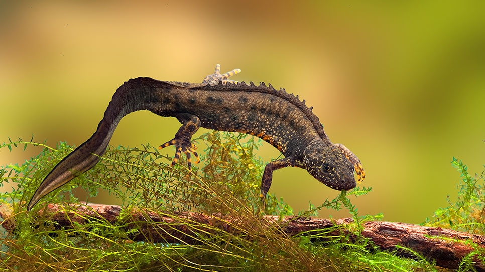Mini-wetlands for nature | WWT