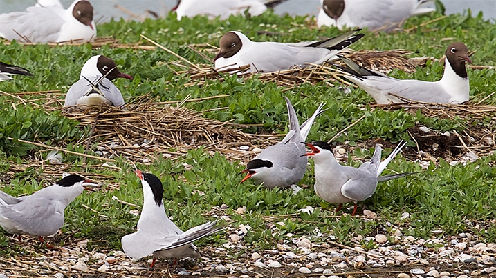Gulls and terns found in UK wetlands | WWT