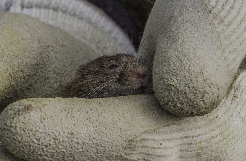 Washington Wetland Centre | WWT