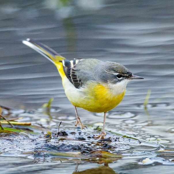 Visit a WWT Wetland Centre - WWT