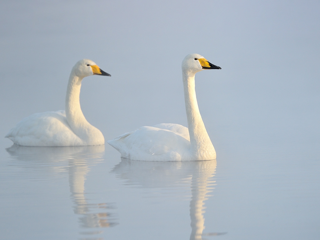 Welney Wetland Centre | WWT