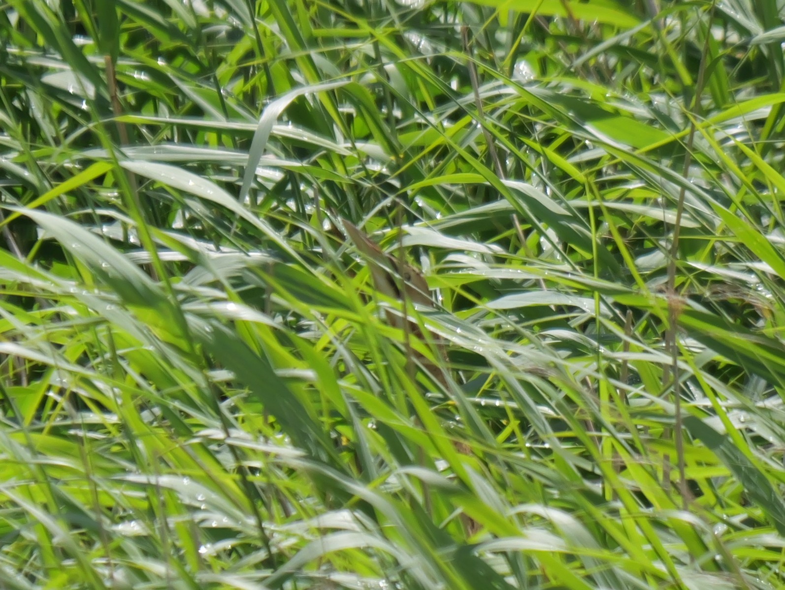 Sightings and news for week ending 14 June 2026 | WWT Slimbridge