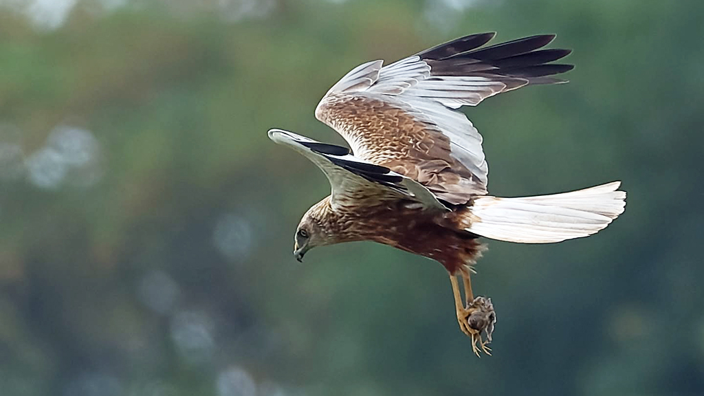 Marsh harrier and white-tailed eagle | WWT Arundel